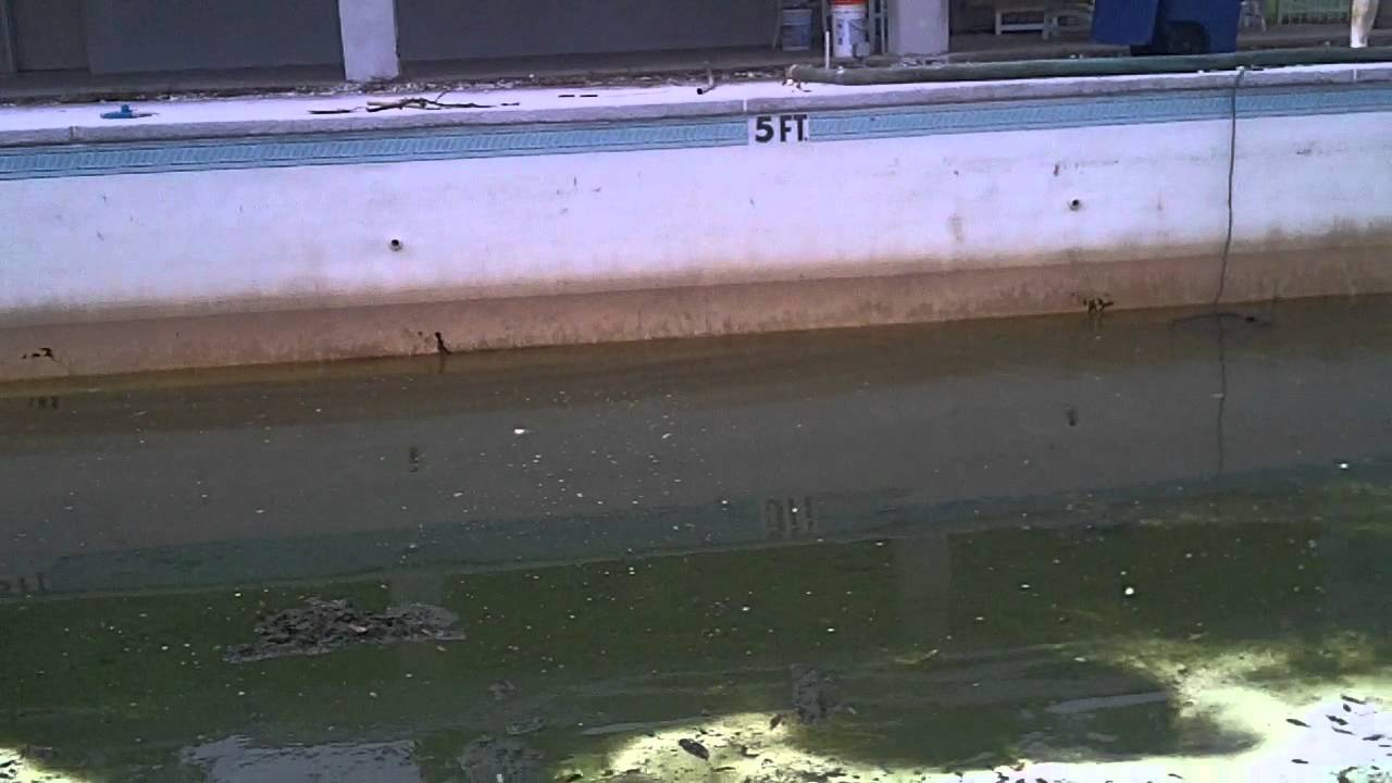 Swimming Pool Gunk and Muck - YouTube