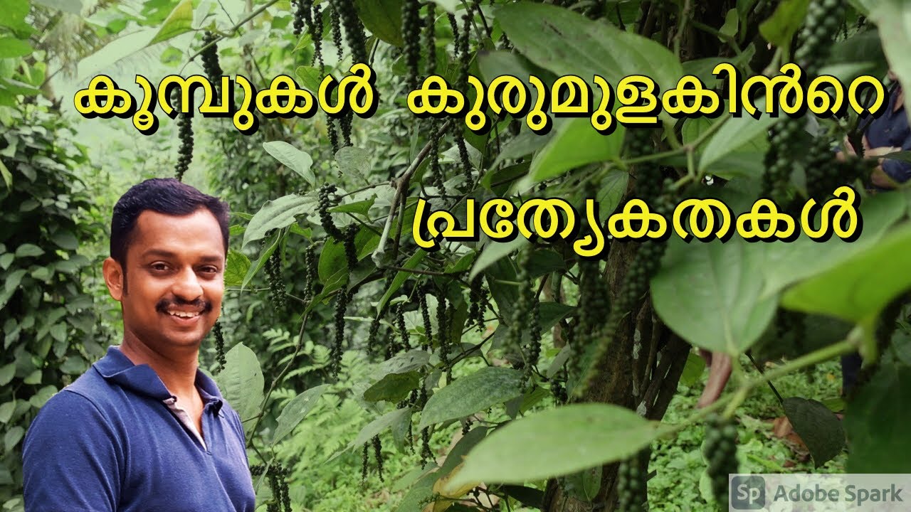 kumbukkal kurumulaku #Kumbukkal Pepper #kurumulaku krishi #BLACK PEPPER ...