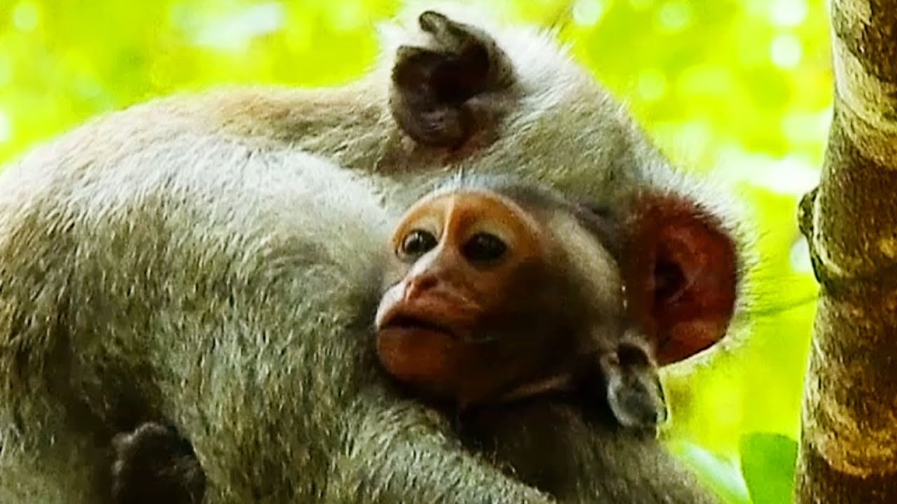 JAZZY MONKEY IS VERY UPSET COS OF JANE MONKEY REFUSES TO GIVE MILK ...