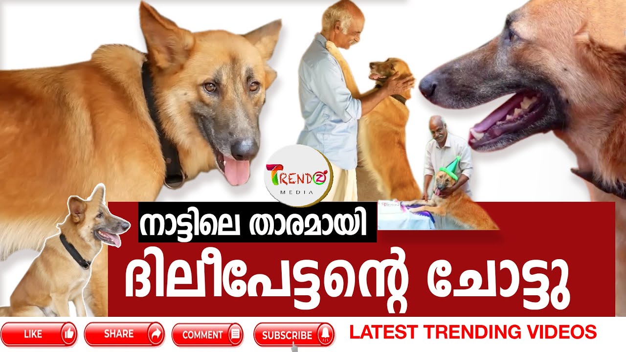 AMAZING DOG CHOTTU |DILEEP | നാട്ടിലെ താരമായി ദിലീപേട്ടന്റെ ചോട്ടു ...