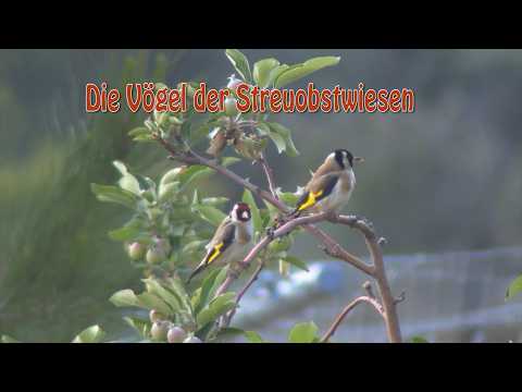 Die Vögel der Streuobstwiesen