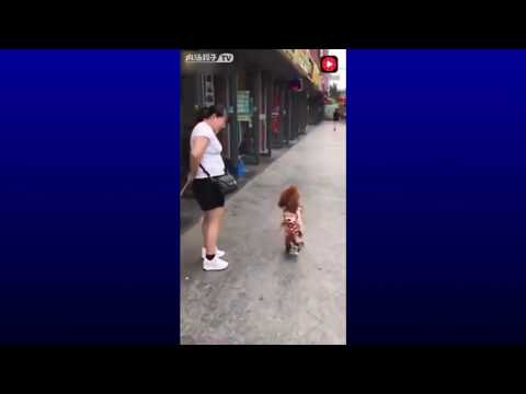 Köpek olduğuna kimse inanmıyor sona kadar izle sende inanmayacaksın 2018✅