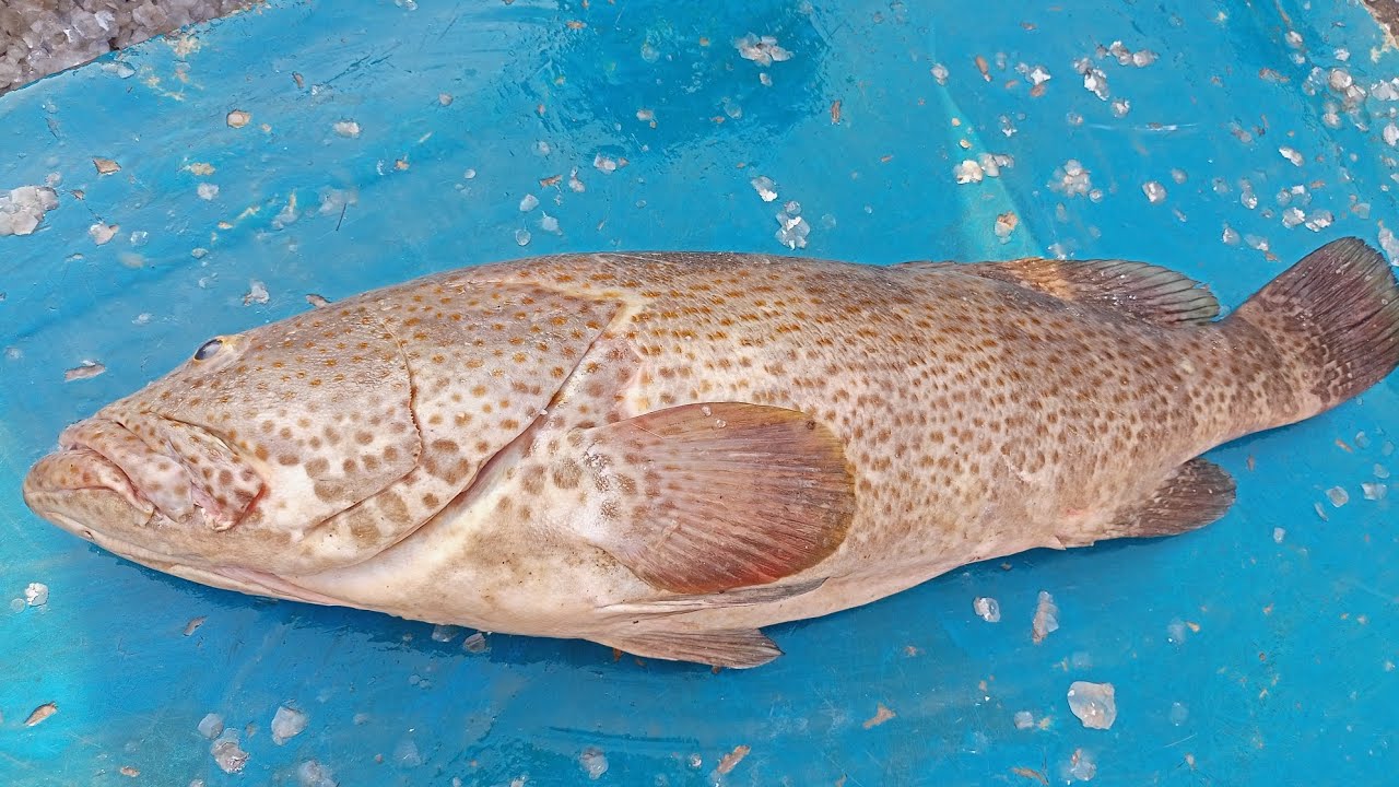 Grouper or Hamour Fish | Nutritional Benefits & Cutting Skills | - YouTube