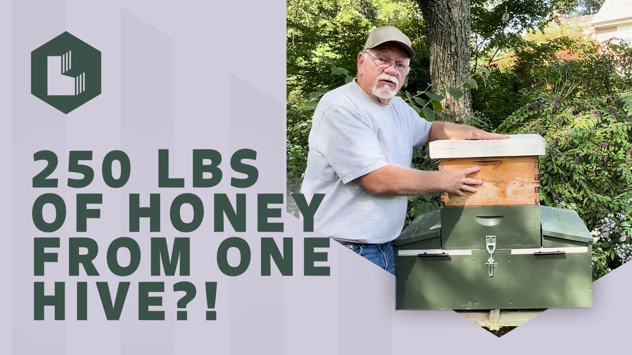 The Best Two Queen Hive System? Two Queen Keeper Overview - YouTube