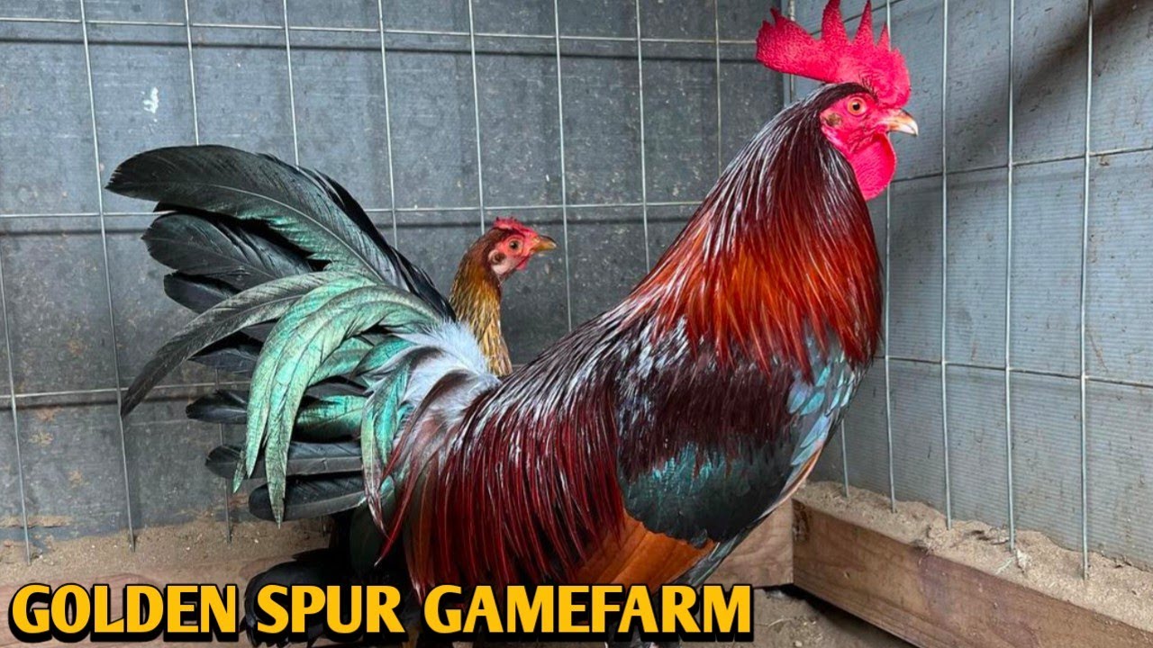 Claret Grey Roundhead - GOLDEN SPUR FARM - YouTube