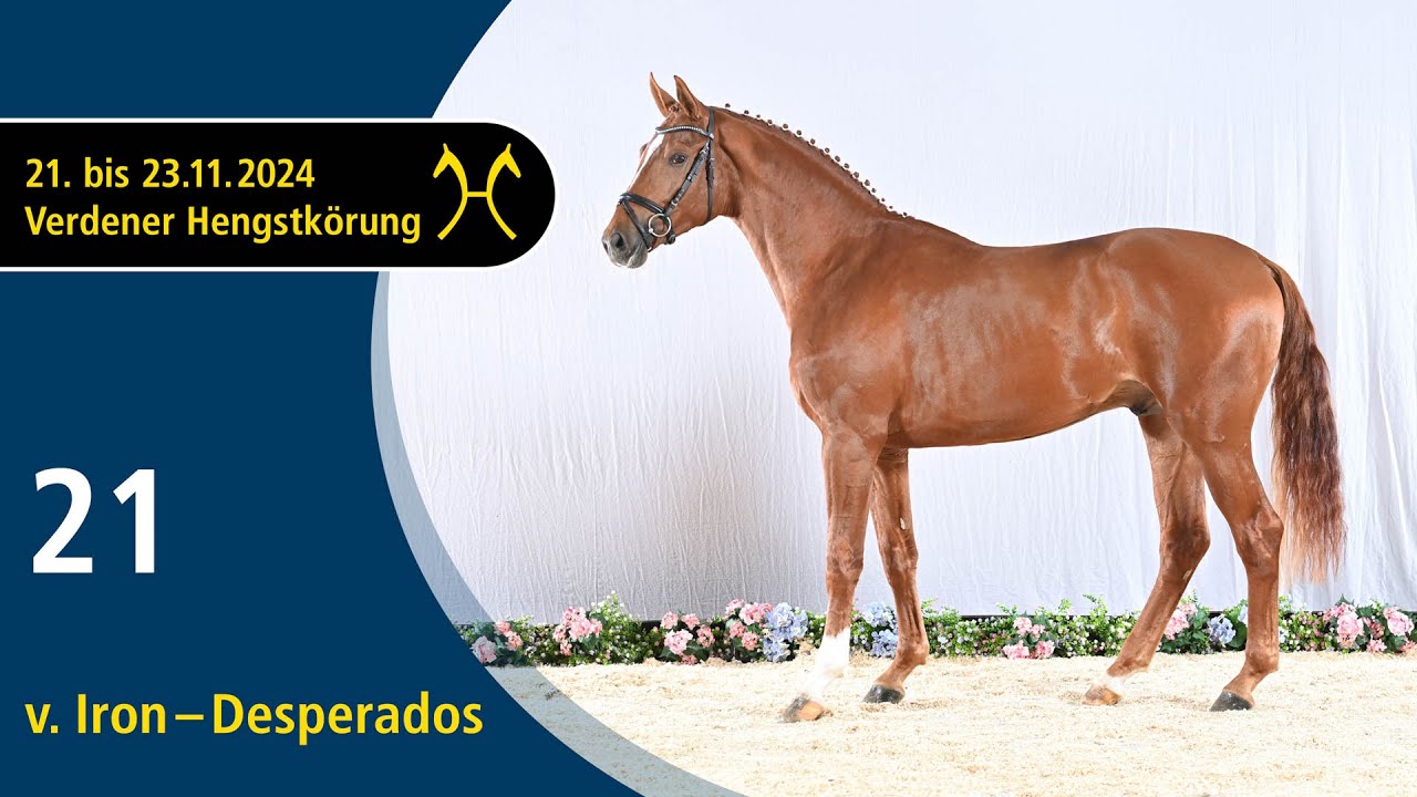 No. 21 Stallion by Iron - Desperados | Verden Stallion Licensing 2024 ...