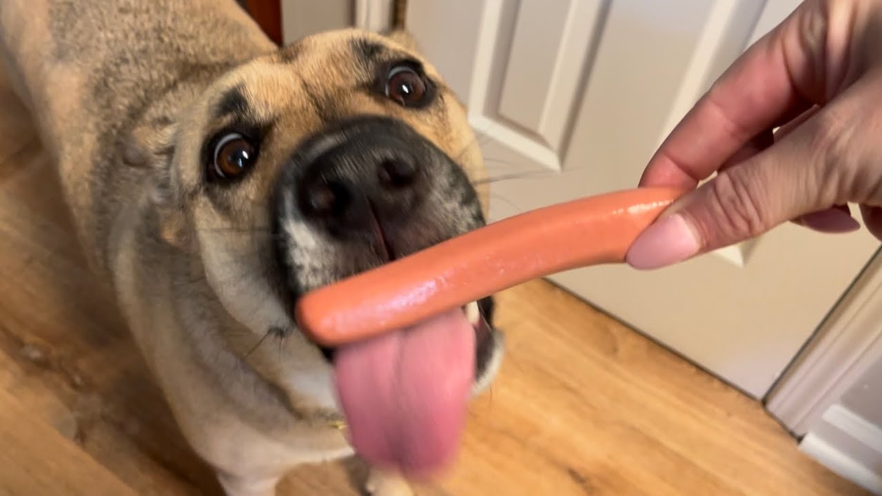 Moose’s first hot dog 🫡🇺🇸🇺🇸🇺🇸 - YouTube