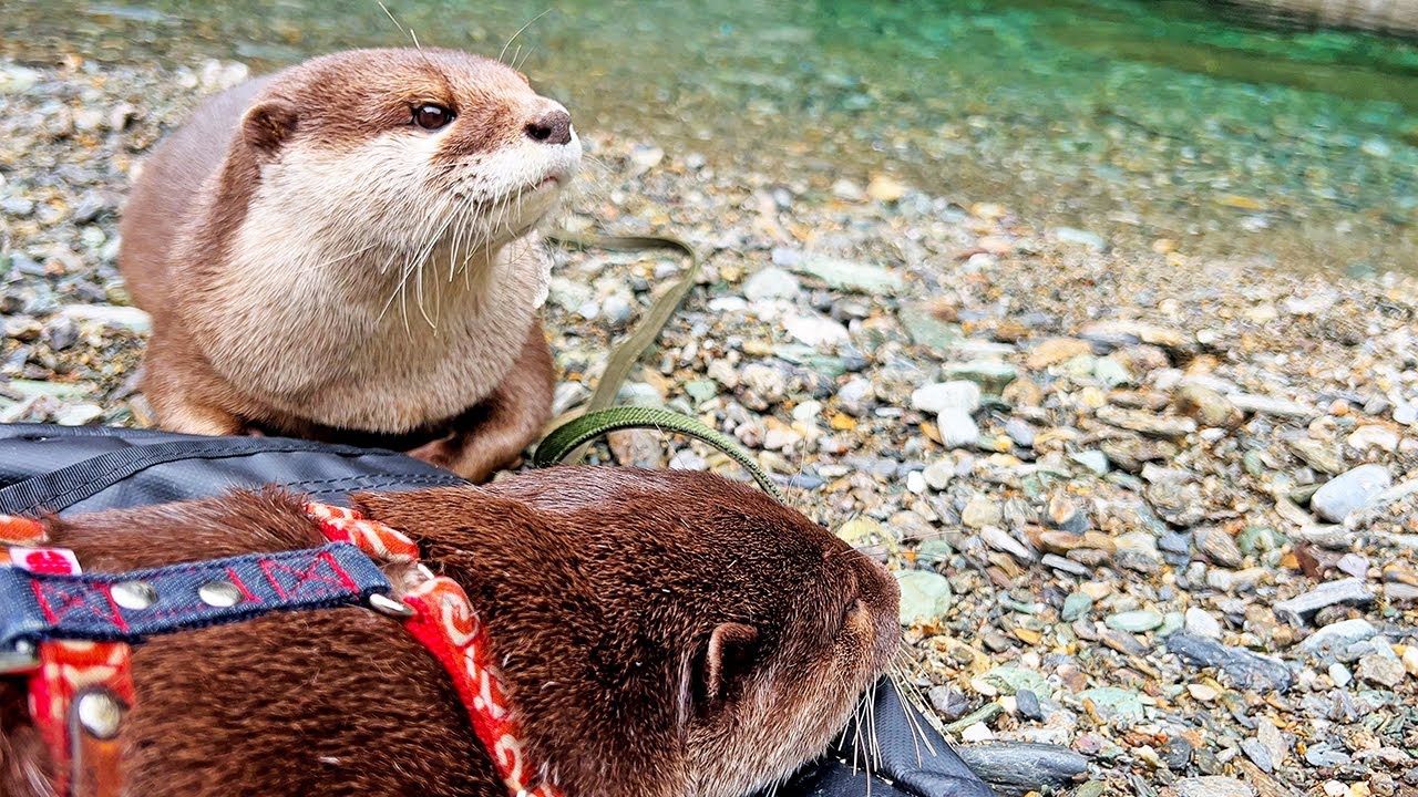 Scenes of Otter River Walk, Full 2 Hours [Otter Life Day 877] - YouTube