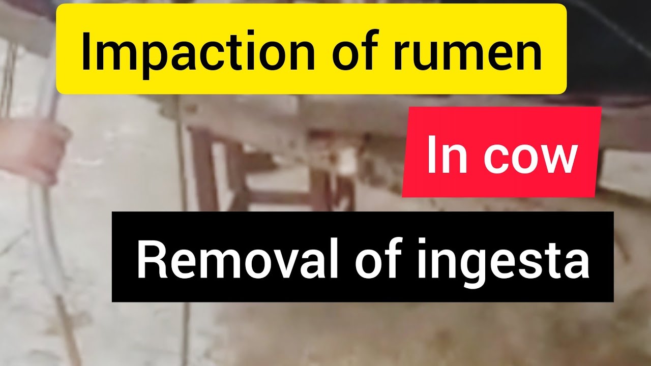 impaction of rumen l गाय के पेट को खाली करना। Dr.Umar khan - YouTube