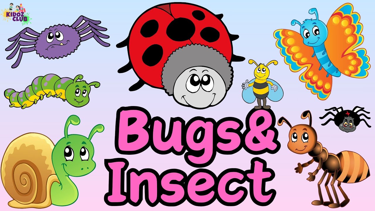 Bugs For Kids | Insect For Kids | Bugs and Insects for Kids | Insects ...