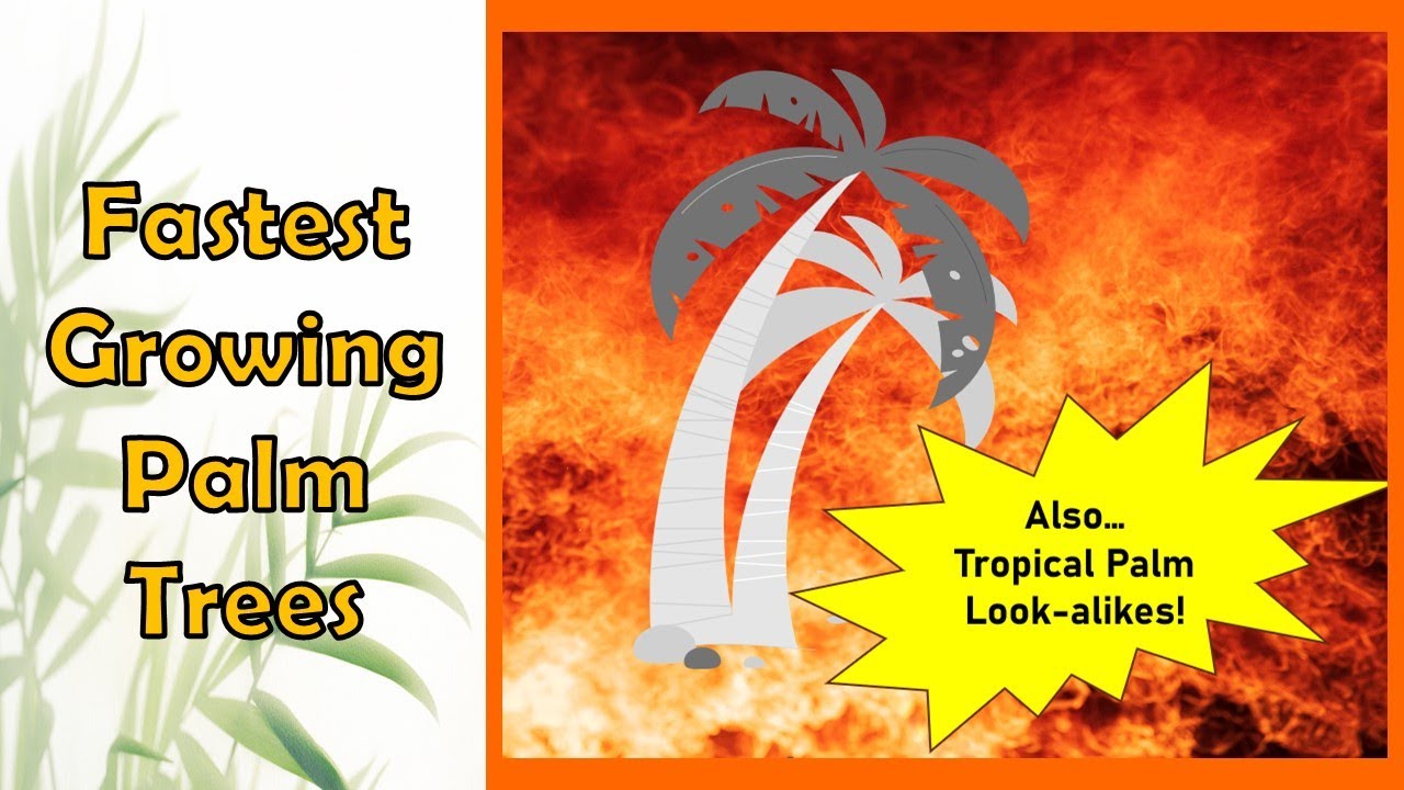 Fastest Growing Palm Trees on Earth - YouTube