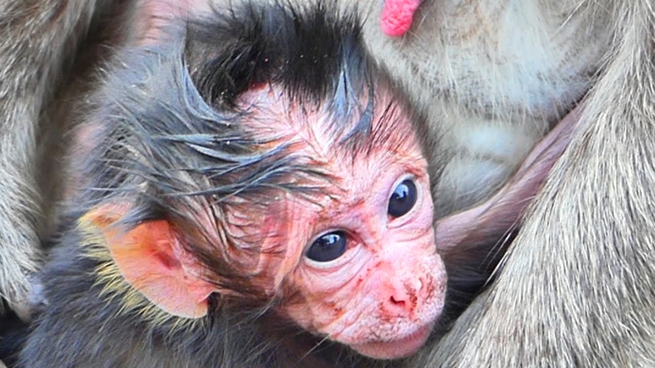 Cute new born baby monkey looking at beautiful world. - YouTube