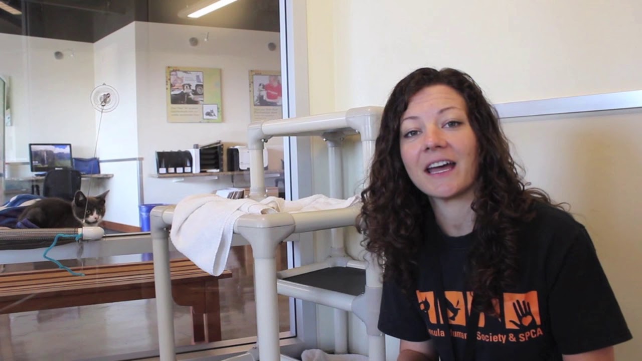 Animal Adventures with Kylynn Episode 11 - YouTube