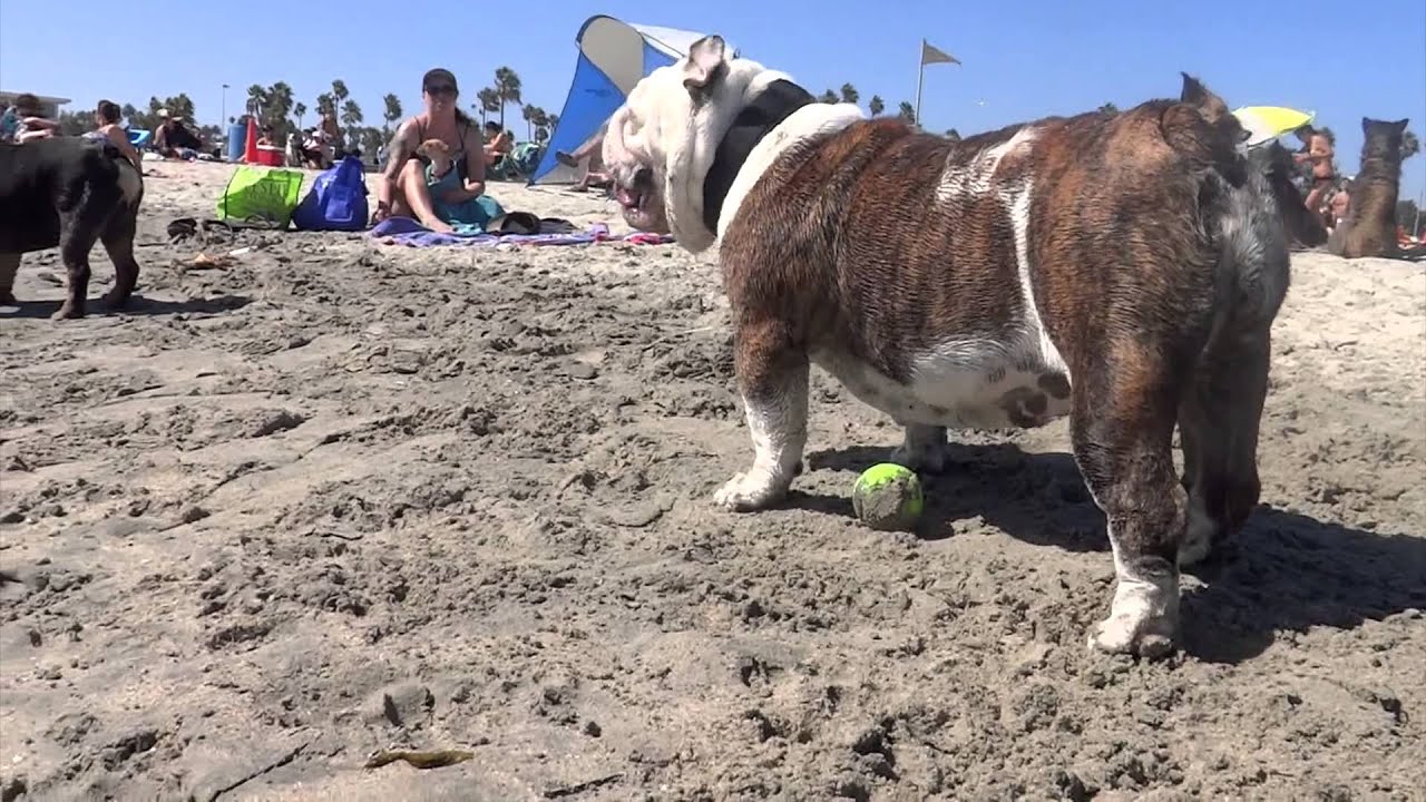 long beach rosies dog beach - YouTube