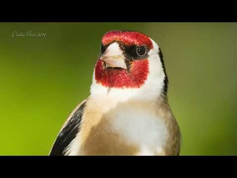 Goldfinch Singing CD - Use for Bird Trapping and Silvestrism Training