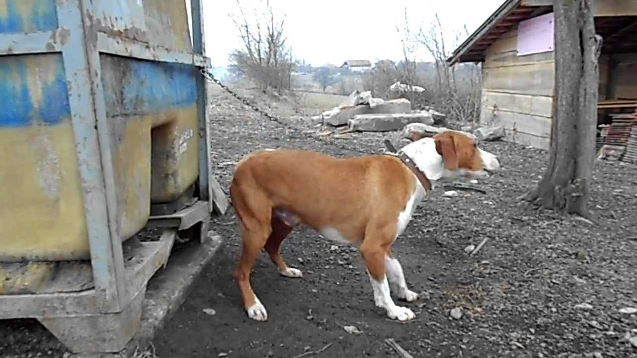 Posavac 42 - YouTube