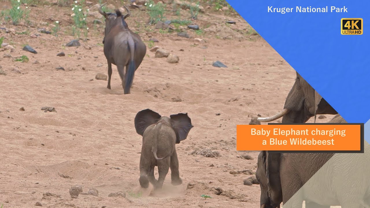 Tiny baby elephant charges a blue wildebeest, Shingwedzi River, Kruger ...