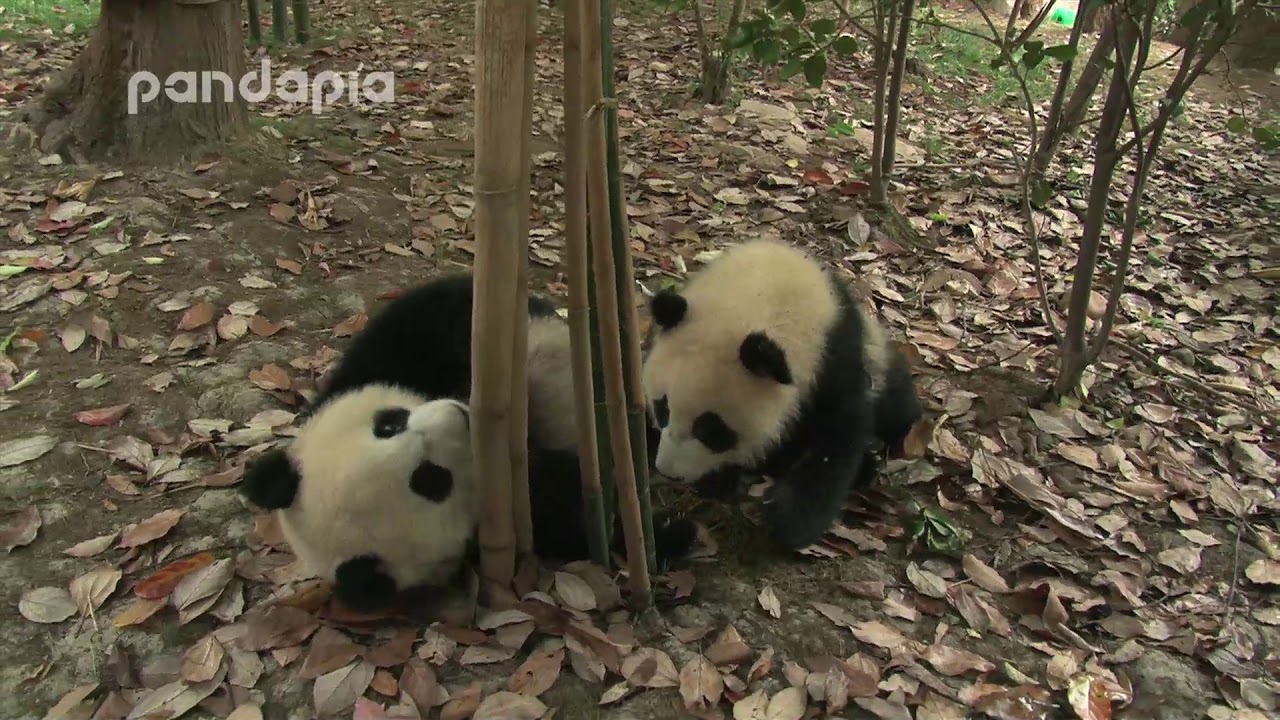 panda friends - YouTube