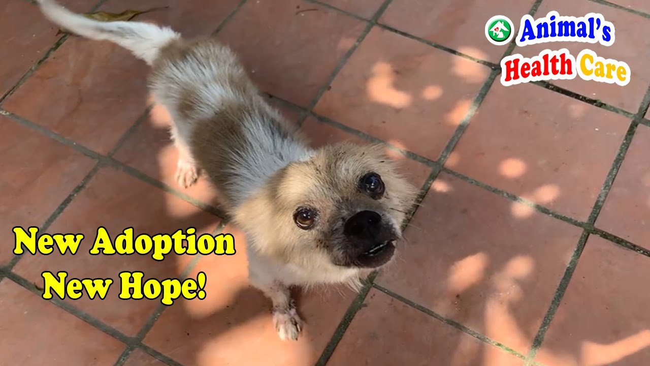 Happy story for a poor and very sick dog after rescue from street ...