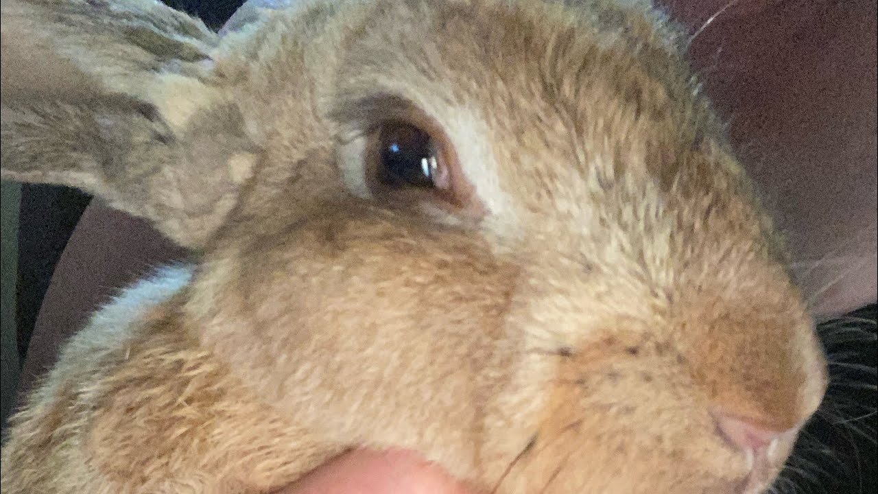 Tamuk rabbits and New Zealand rabbits - YouTube