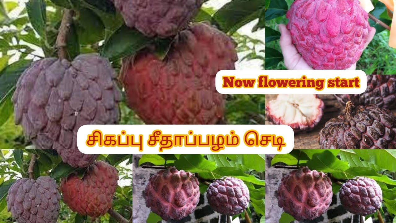 RED SEETHA FRUIT GARFTED PLANT ARRIVAL | ONLINE SALES | NEW VARITIEY ...