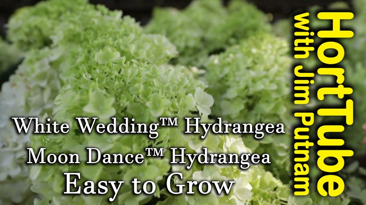 Moon Dance™ and White Wedding™Hydrangeas - Super Easy To Grow - YouTube