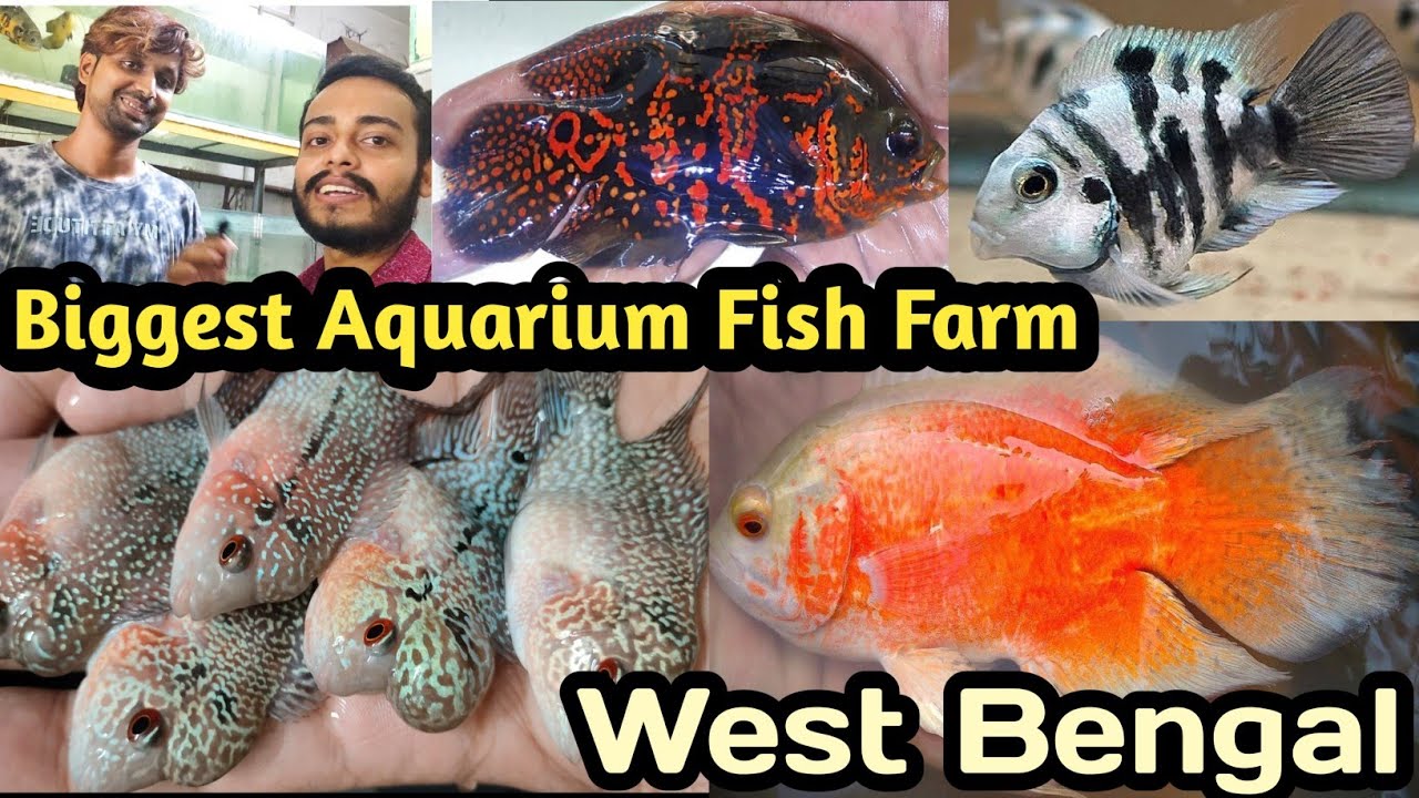 Flower horn fish farming in Howrah | Oscar Fish Farming | Ayush Fishery ...