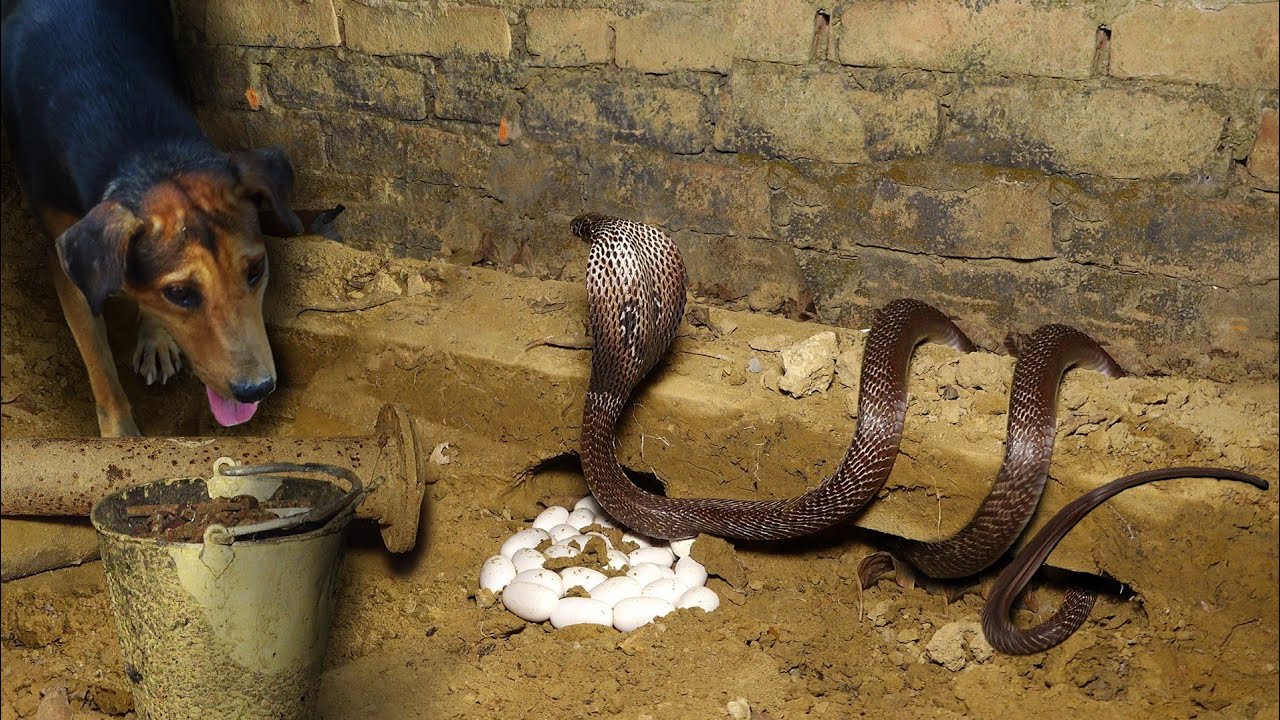 इस गांव के एक घर में जहरीली नागिन इतने सारे अंडे देकर ऐसी स्थिति में ...