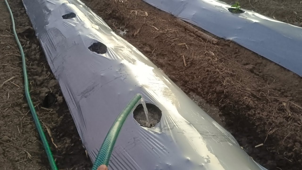 Paraan para makatanim sa panahon ng tag araw at sa tuyong lupa - YouTube