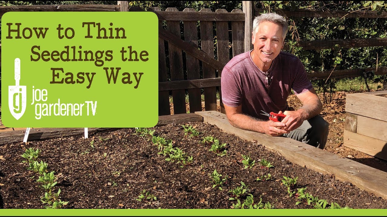 How to Thin Seedlings the Easy Way - YouTube