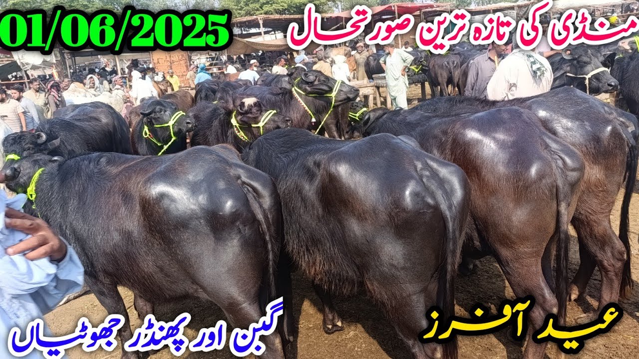 World's best gabban Jhotian in Pakistan | Tayyar PEHLAN Jotian | World ...