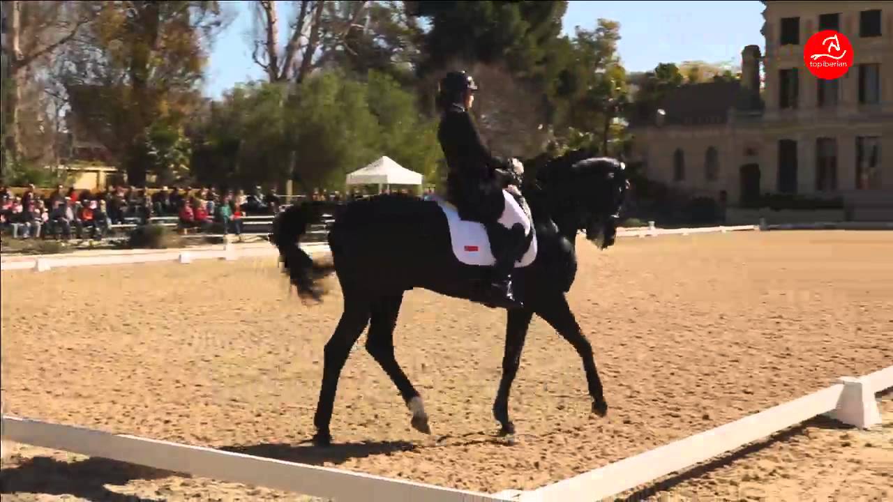 Caroline Chew & DR DOOLITTLE 45 0603 GP Special Jerez CDI (Commentary ...