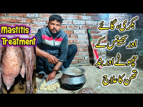 Mastitis treatment in cows | mastitis treatment in Buffalo's | mastitis ...