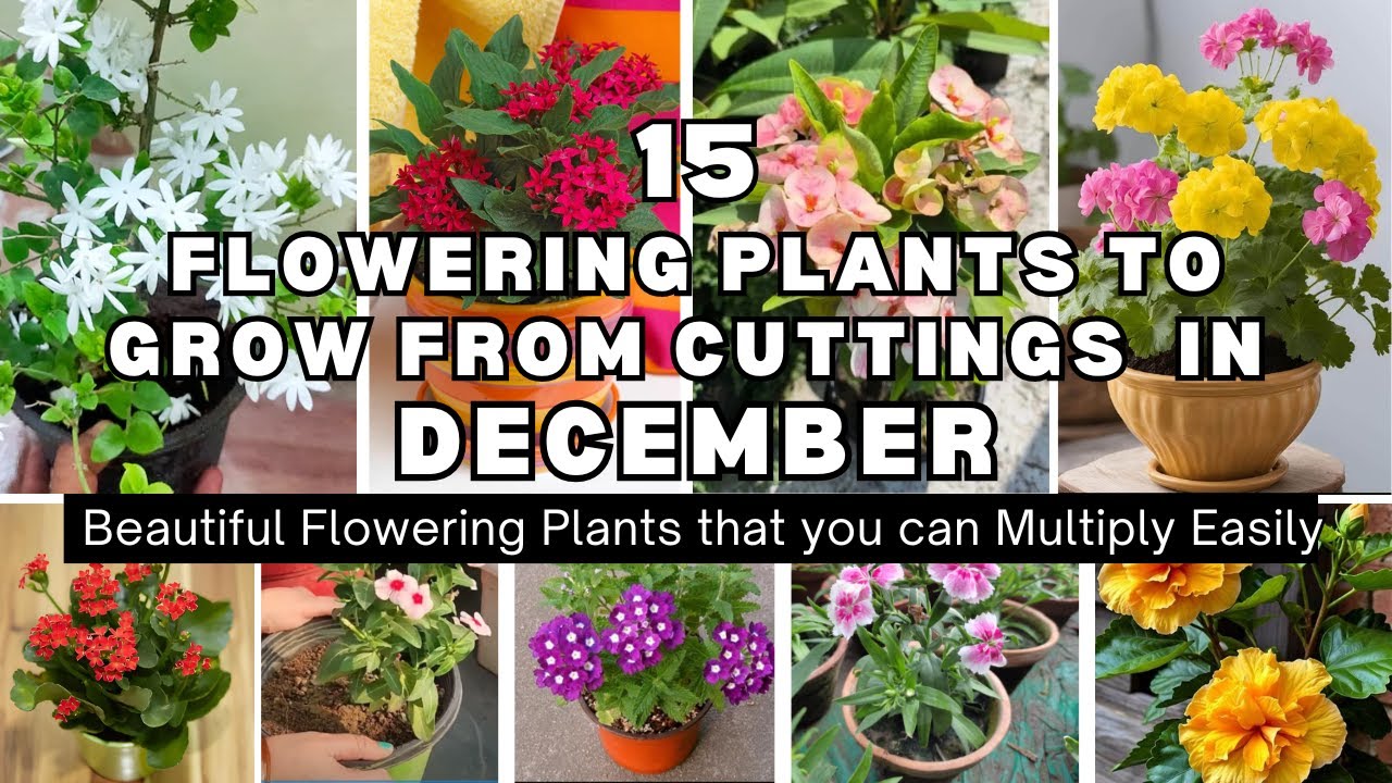 Top 15 Flowering Plants to Grow from Cuttings in December/Permanent ...