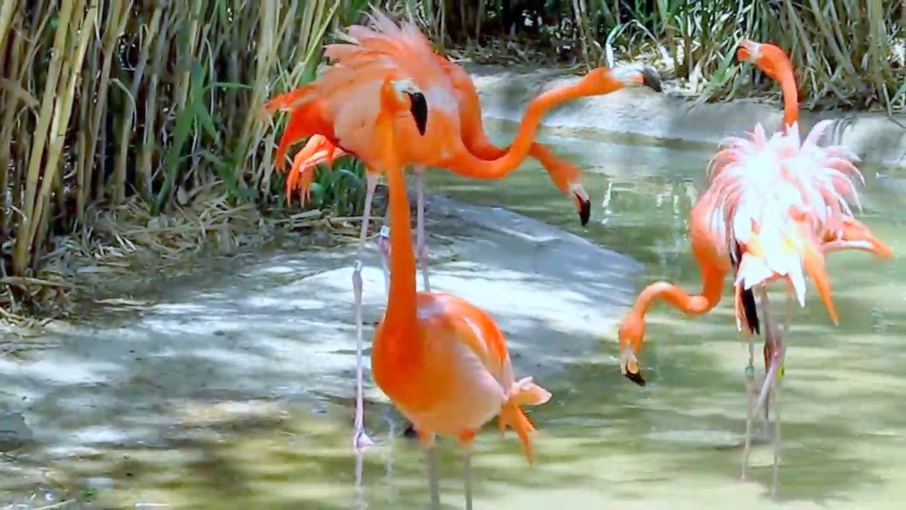 Pink Flamingos Fighting Rio Grande Zoo In Albuquerque NM - YouTube