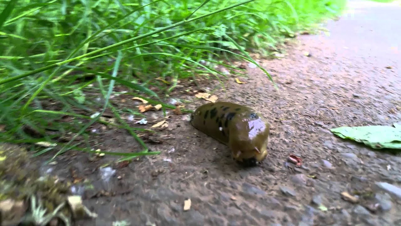 LOOKS LIKE POOP BUT IT'S A GIANT SLUG - YouTube