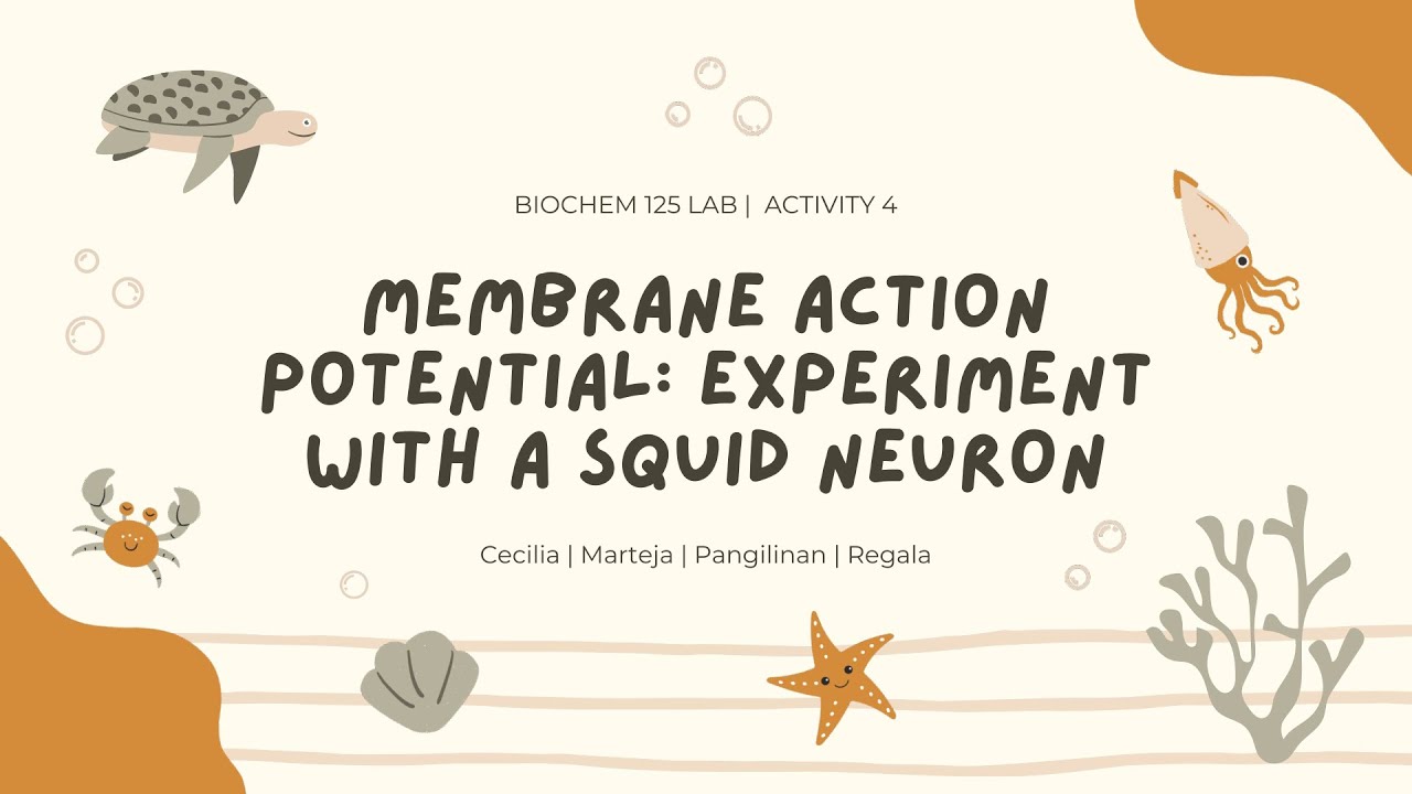 Membrane Action Potential: Experiment with a Squid Neuron - YouTube