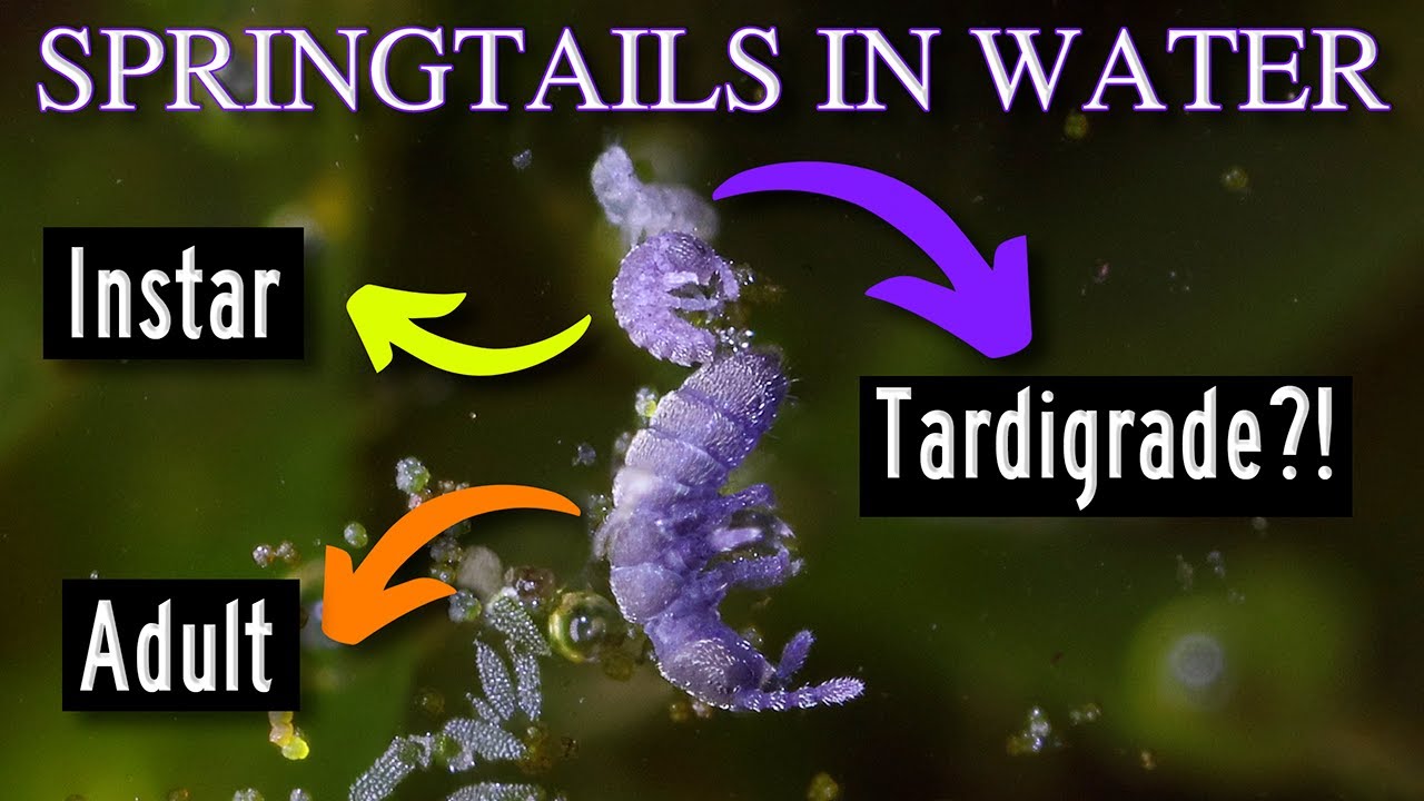 Springtails can Walk on Water - Macro Film - YouTube