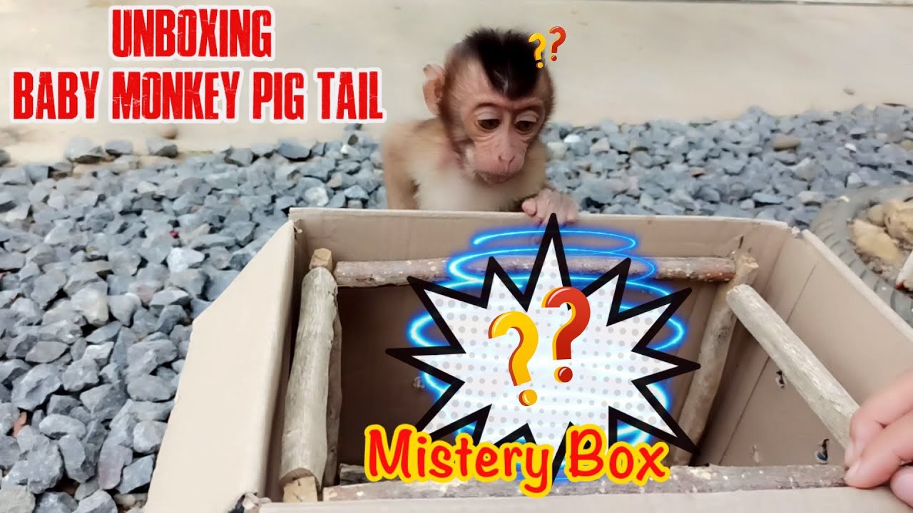 Unboxing Mistery Box || Unboxing Baby Monkey Pig Tail || Unboxing Bayi ...