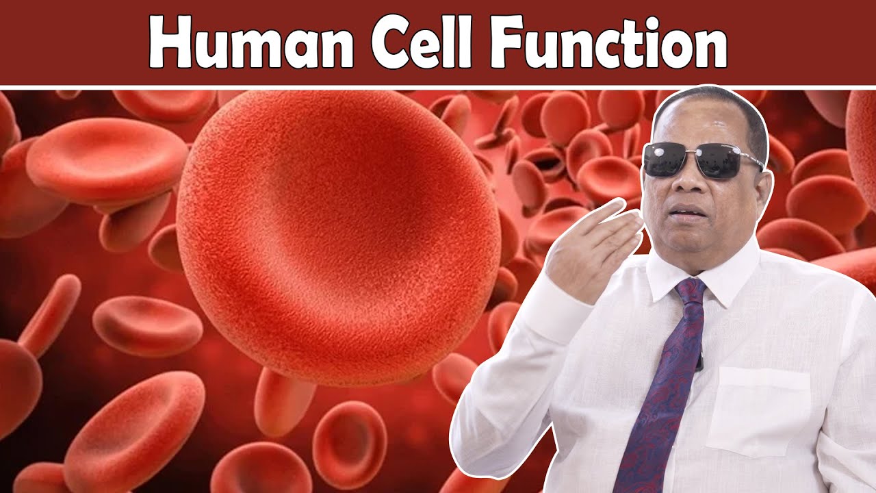 Human cell function / CKN - YouTube