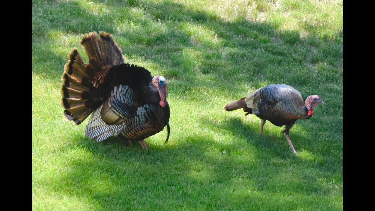 Wild #Turkeys in New Hampshire - YouTube