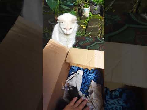 Mau nyusuin Kucing yang dibuang orang