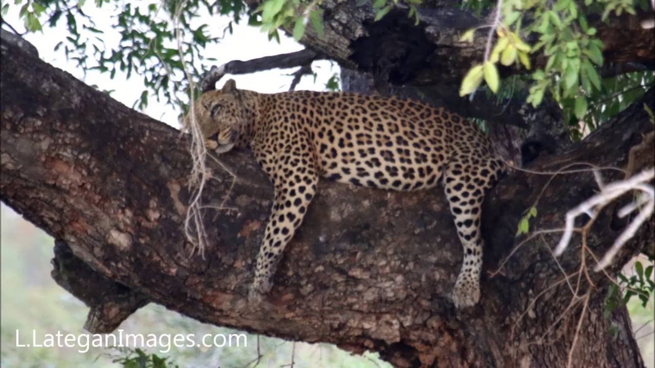 Fattest Leopard I`ve ever seen - YouTube