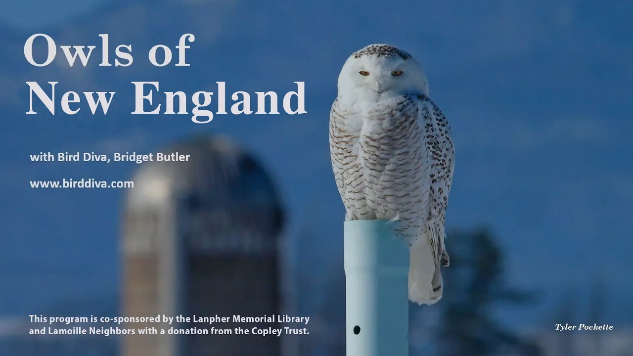 Owls of New England with Bridget Butler, Bird Diva - YouTube