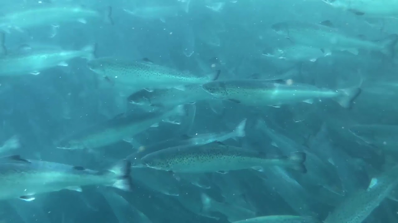 Atlantic Salmon in farm - YouTube