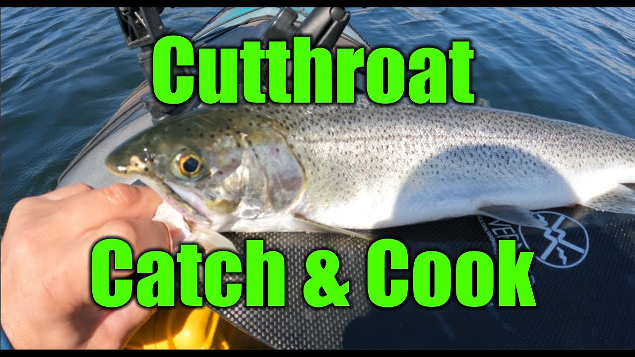 Cutthroat Trout Catch & Cook * Lake Washington * Kayak Fishing - YouTube