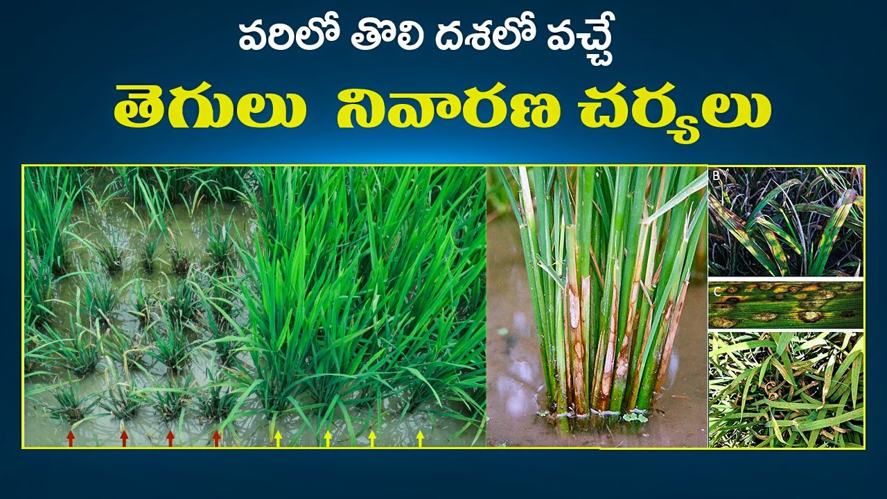 Vari lo Tegulu Nivarana | Paddy Fungicide telugu | Tips to Paddy ...