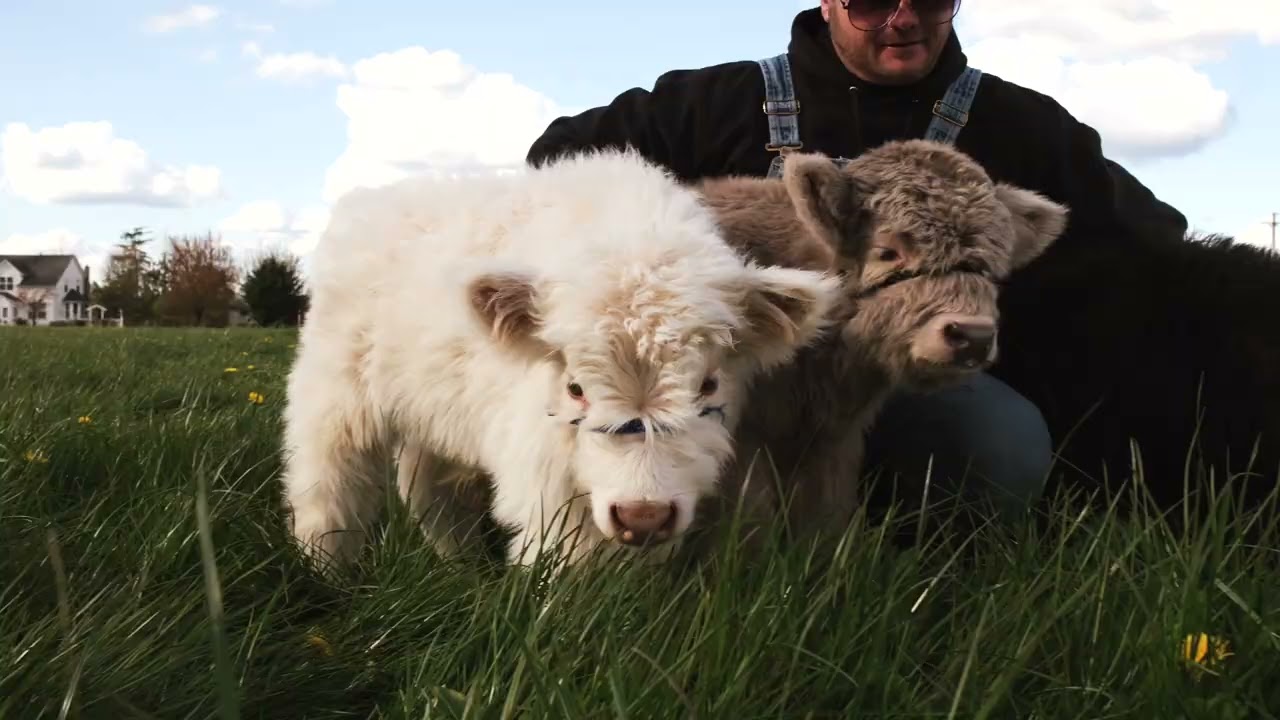 A Day at Rocking L Miniature Cattle Ranch - YouTube