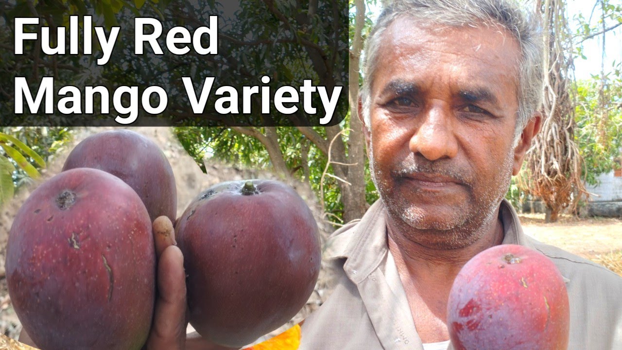 Red Colour Mango variety Gujarat #shivshaktinurseryandfarm #9925719697 ...