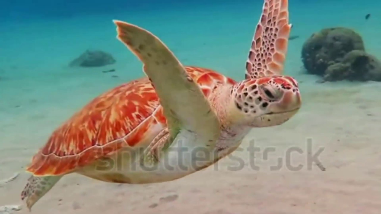 Dude Perfect Fish || Deep Sea Fishing Amazing Fast Tuna Fishing Skill ...